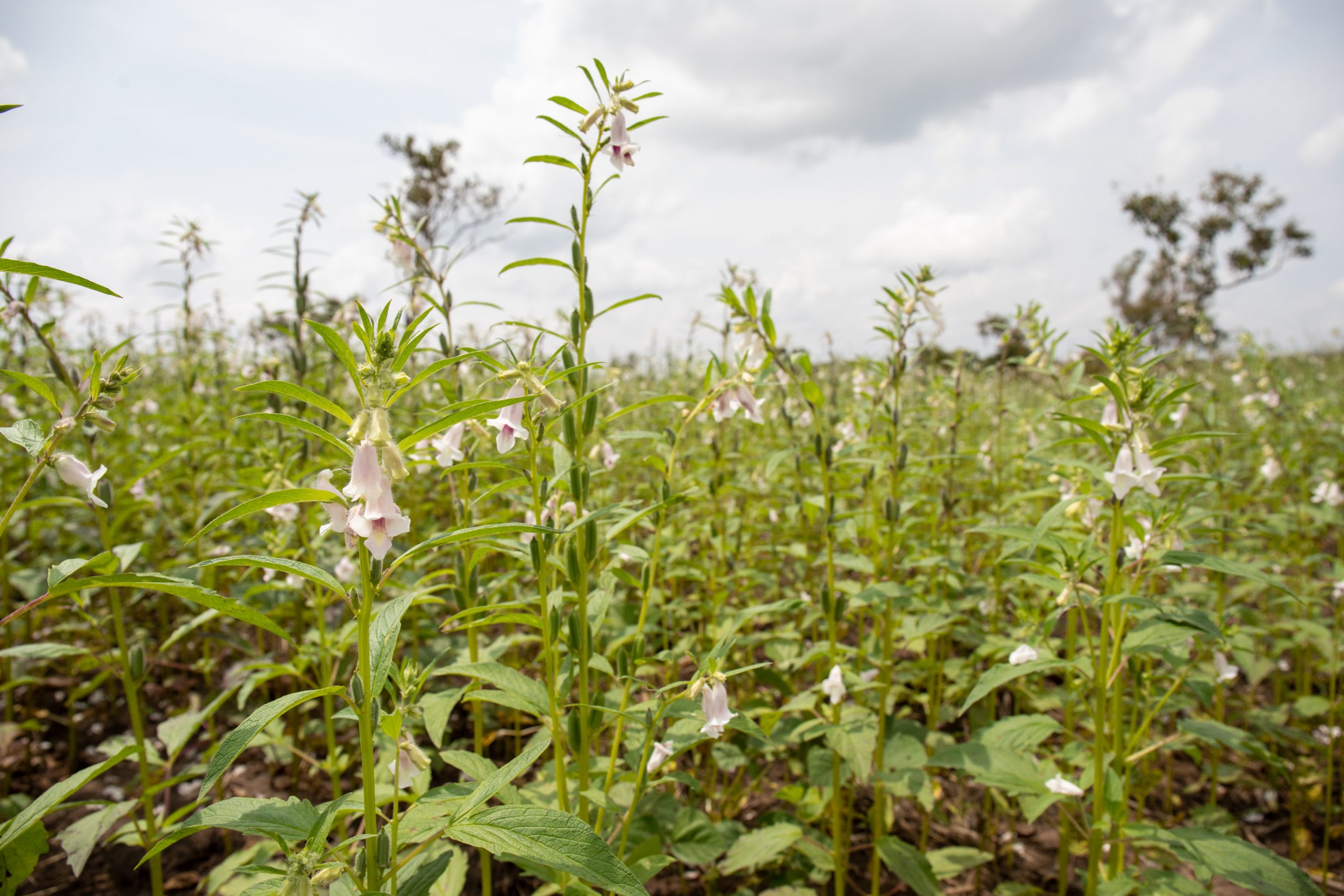 Fighting Over ‘White Gold’: Sesame in Ethiopia and Sudan - XCEPT